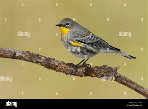 Yellow Rumped Warbler Setophaga Coronata Audubons Adult Male Non