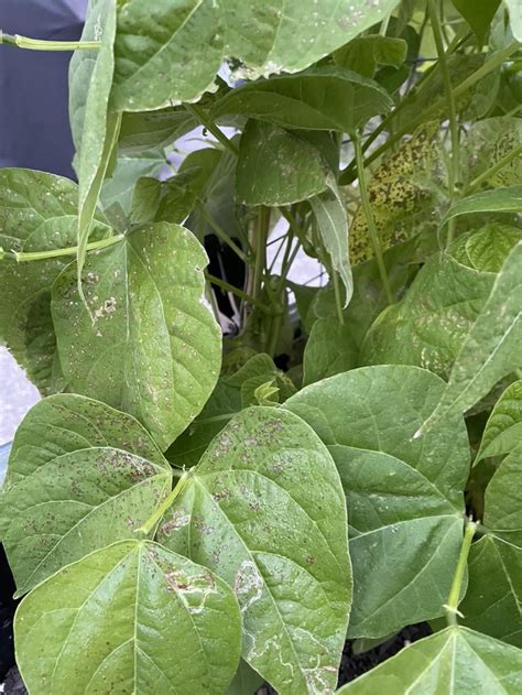 Is This Green Bean Blight Zone 8b North Central Florida R