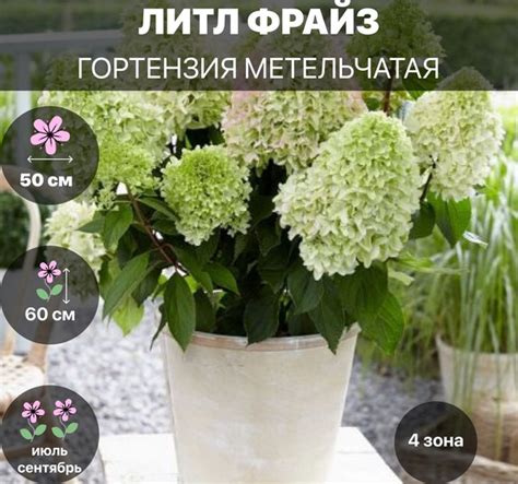 Гортензия метельчатая Литл Фрайз - купить с доставкой по выгодным ценам ...
