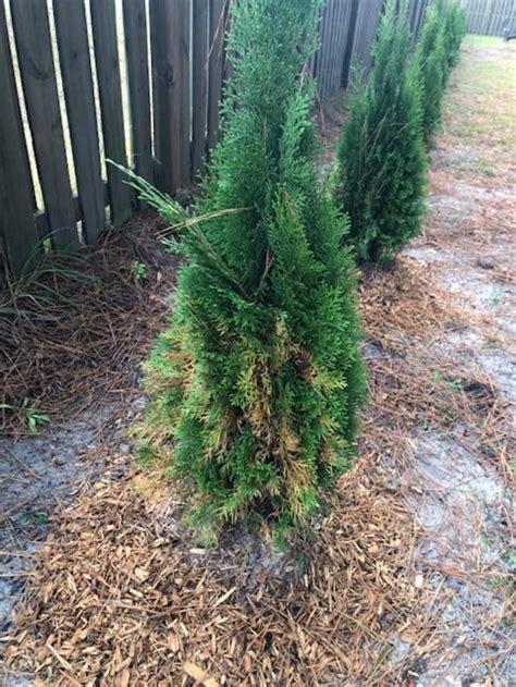 Arborvitae Turning Brown After Planting Walter Reeves The Georgia Gardener