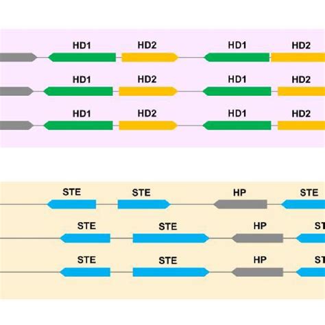 The Structures And Types Of Mating Loci In Lyophyllum Decastes A The