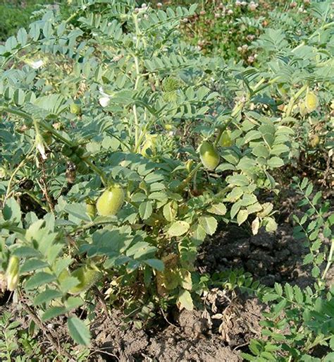 Chickpea Description Uses And Nutrition Britannica
