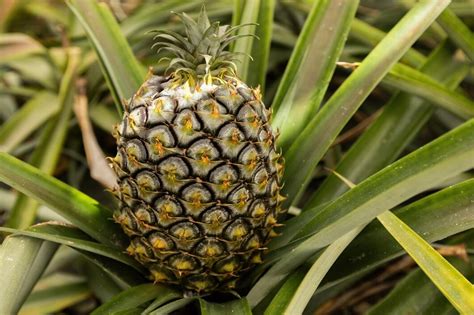 Plantación De Cultivo De Piña En La Fruta De Piña Creciendo Vista De