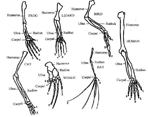 Difference Between Convergent And Divergent Evolution Definition