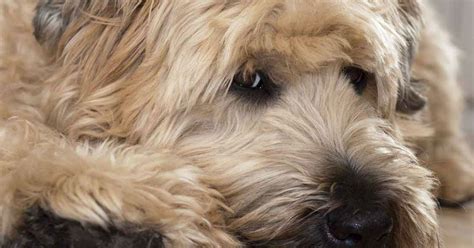 Dog Breeds A To Z Including Mixed Breeds And Every Type Of Puppy
