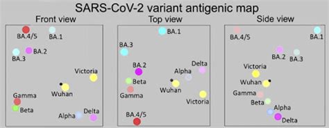 Antigenic Map Of Omicron Sub Variants Ba1 Ba2 Ba3 Ba4 And Ba5