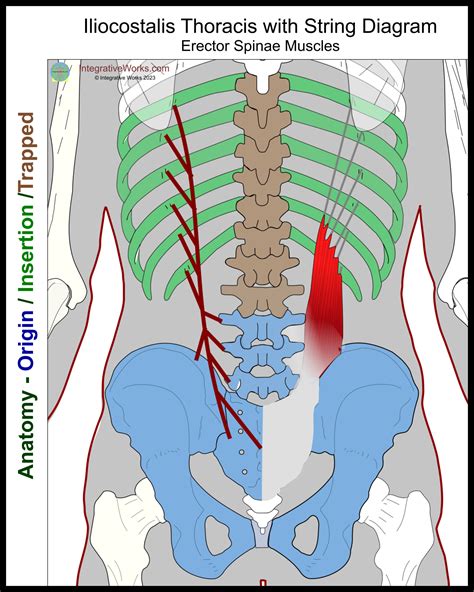Iliocostalis Functional Anatomy Integrative Works