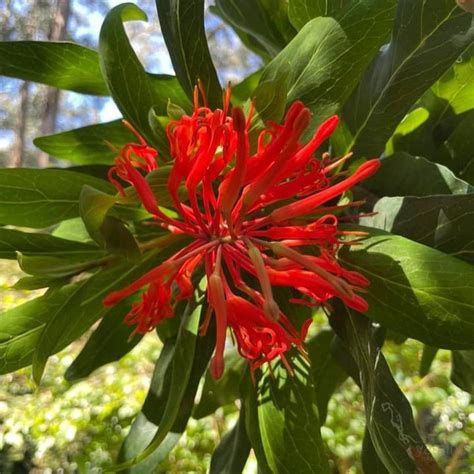 Embothrium Coccineum Chilean Firebush
