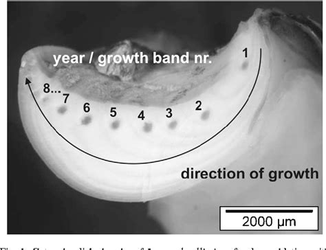 Figure 1 From Is The Umbo Matrix Of Bivalve Shells Laternula Elliptica A Climate Archive