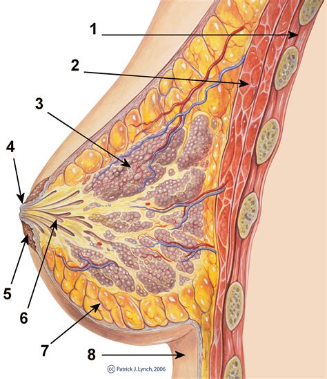 Filebreast Anatomy Normal Schemepng Wikimedia Commons