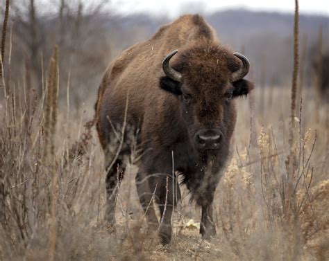Definitive Guide To American Bison Facts Habitat Conservation Status