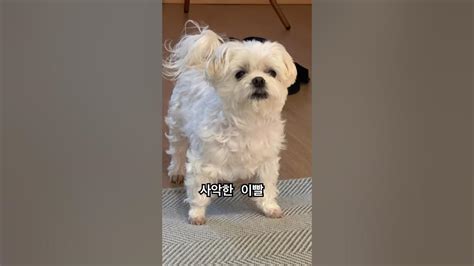 강아지를 기른 뒤에 장점은 귀엽다 귀여운강아지 귀여워 강아지 기안84 Youtube