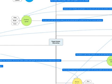 Organ System Interaction Mindomo Mind Map