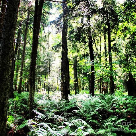 Forest Photograph By Angela Garrison Fine Art America