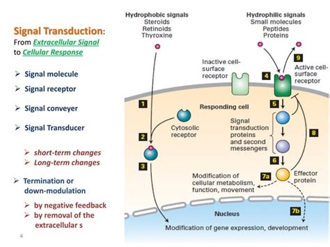 Signal Transduction Ppt
