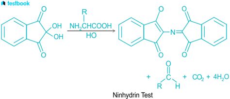 Ninhydrin Test Learn Its Principle Procedure And Applications