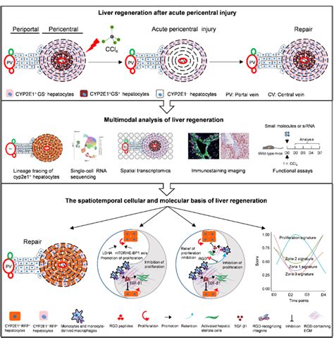 王韫芳团队合作发表急性肝损伤后肝再生新成果 清华大学临床医学院