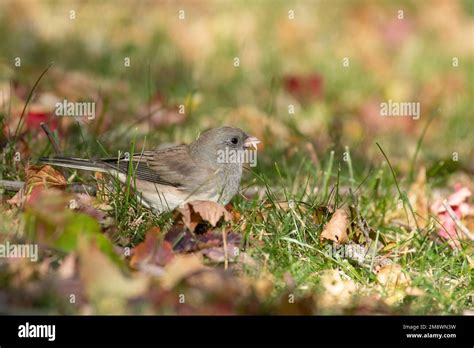 A Dark Eyed Junco Junco Hyemalis Standing In Grass Among Fallen