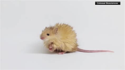 Wooly Mouse Shares Genetic Traits With Wooly Mammoth