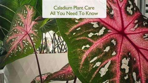 Caladium Plants Care Grow Vibrant And Healthy Caladiums