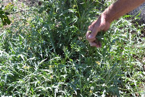 Nick Ranieri — The Italian Garden Project