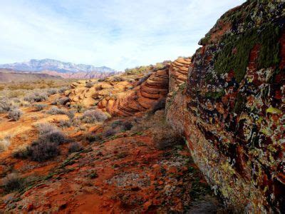 Us Sued Over Approval Of Northern Corridor Highway In Desert Tortoise