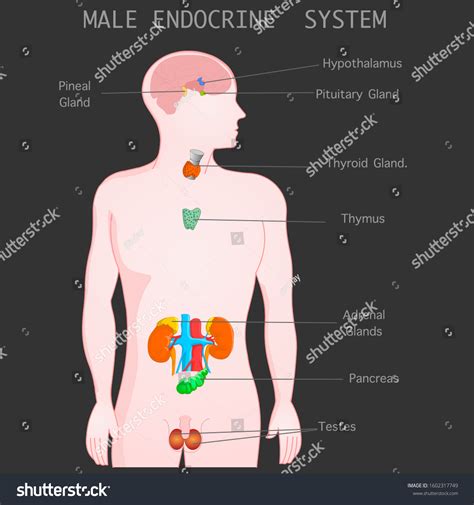 Male Endocrine System Parts Anatomy Man Stock Vector Royalty Free
