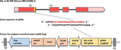 Schematic Diagram Of Simultaneous Site Directed Mutagenesis Using The Download Scientific