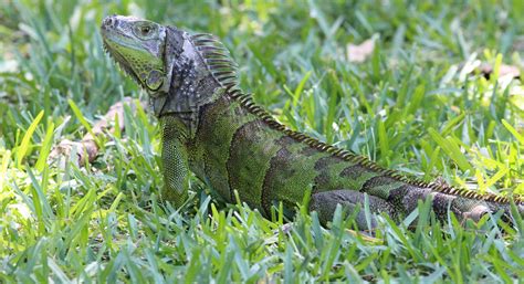 Green Iguana Facts Habitat Conservation Status Zoo Populations