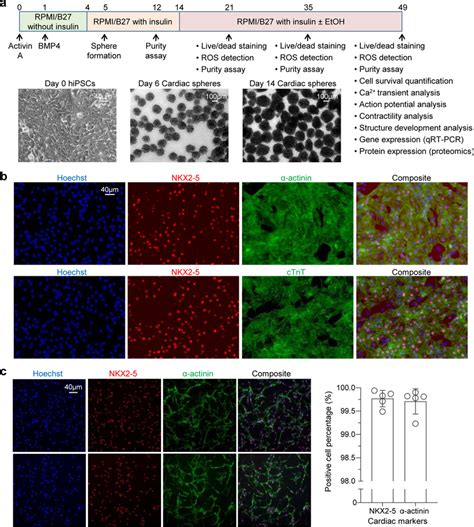 Experimental Scheme Of Hipsc Differentiation And Hipsc Cm Generation A Download Scientific