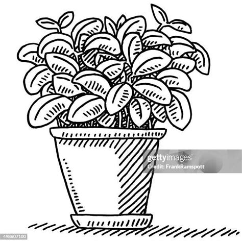 Pot Plant Drawing