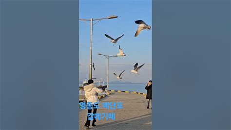 영종도 예단포 갈메기떼 Youtube