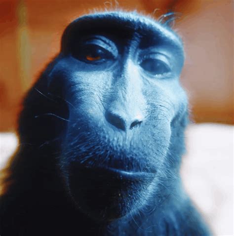 Rizz Meme Rizz Discover And Share S