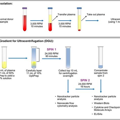 Plasma Exosome Isolation By Density Gradient Ultracentrifugation Dgu Download Scientific