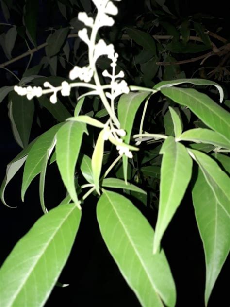 Exporter Of Vitex Negundo From Madurai Tamil Nadu By Indian Tea Estates Industries