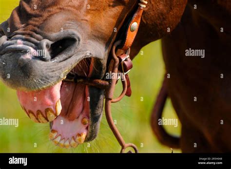 Horses Mouth Nghia La Gi At Spencer Burley Blog