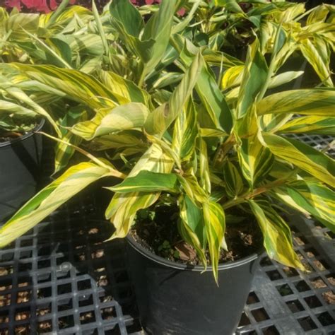 Ginger Variegated Shell Ginger 3g Bps Nurseries