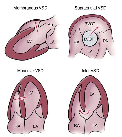 Medicina Veterinaria Medicina Veterinaria Practica