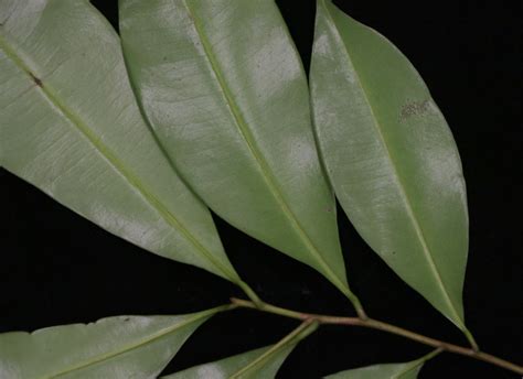 Palaquium Rostratum Cerlin Ng Flickr