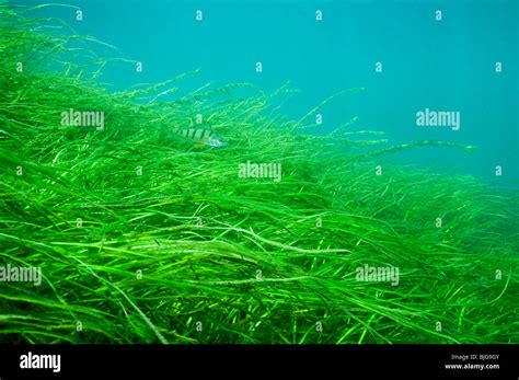 Yellow Perch Underwater Swimming Over American Eel Grass In The St