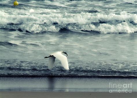 Erodios Photograph By Stelios Kleanthous Fine Art America