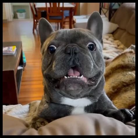 Французский бульдог щенки голубого окраса Доставка