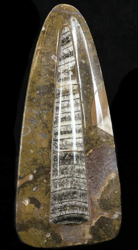 Fossil Orthoceras Sculpture 65 38387 For Sale