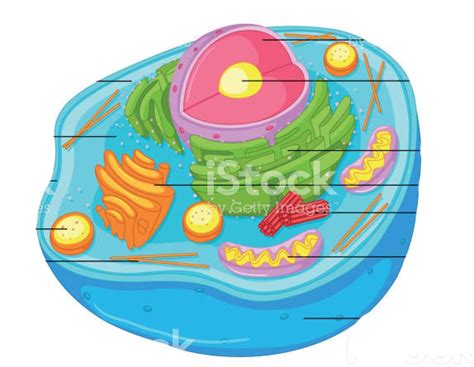 Cell Vocab Cells Diagram Quizlet