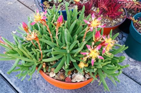 Thrill Your Garden The Astonishingly Easy Ice Plant Succulent
