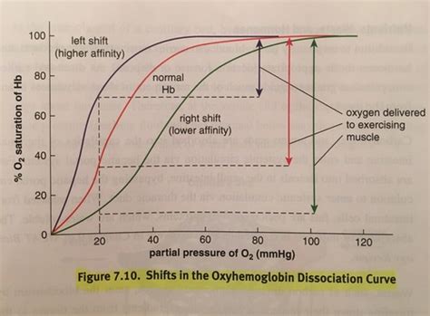 627 Final Organ Bf Microcirculation Lymphatics Flashcards Quizlet