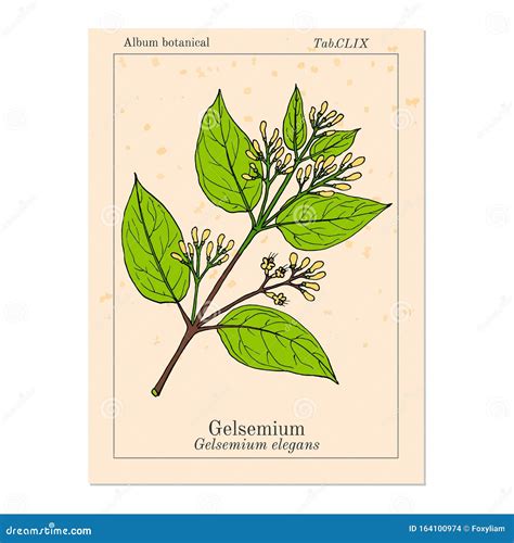 Elegans Stock Illustrations 275 Elegans Stock Illustrations Vectors