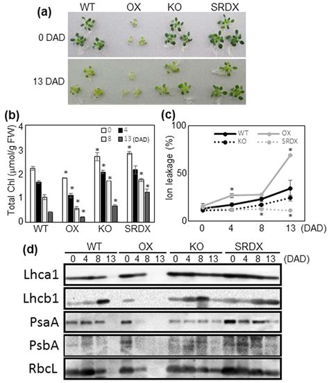 Dark Induced Senescence In Wt And Anac046 Transgenic Plants A Plants