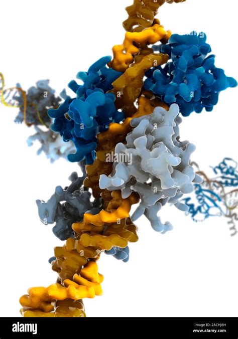 Interferon Regulatory Factor Molecular Model Of Interferon Regulatory Factor 3 Irf3 Blue And