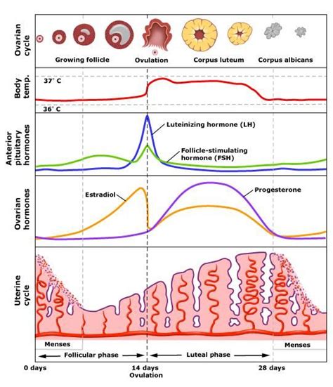Menstrual Cycle Pregnancy Chart